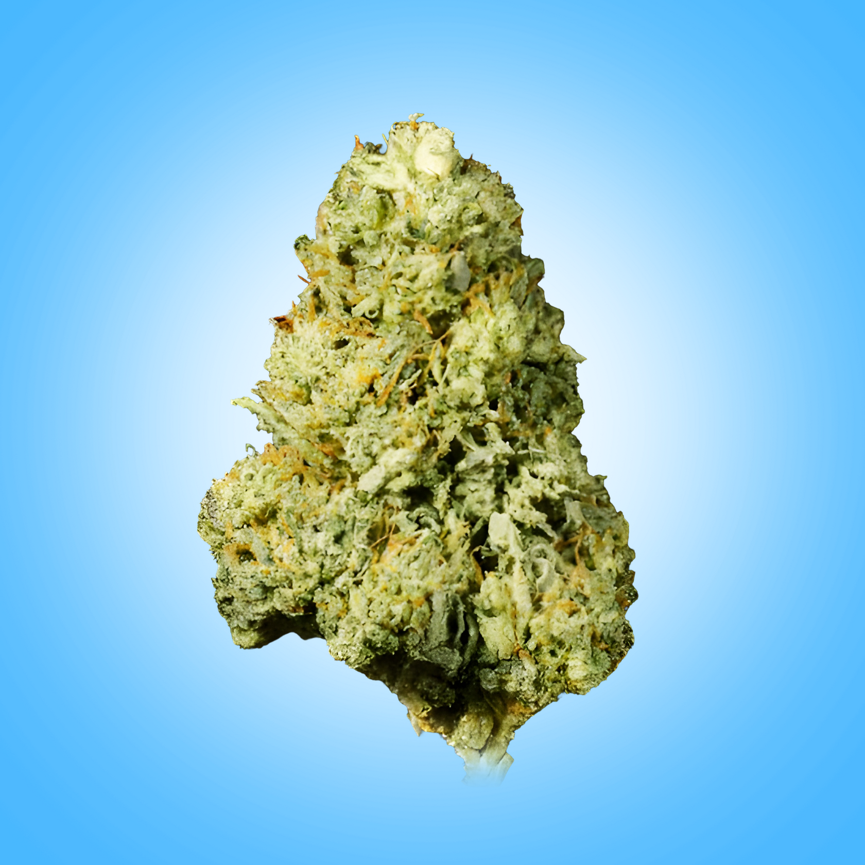 Indica • Ghost OG (Economy)– Cura Farms
